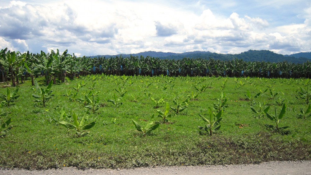 La república bananera II - Altaïr Magazine