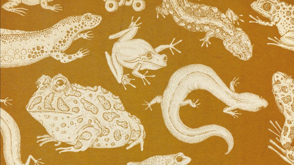 Animalium - Altaïr Magazine